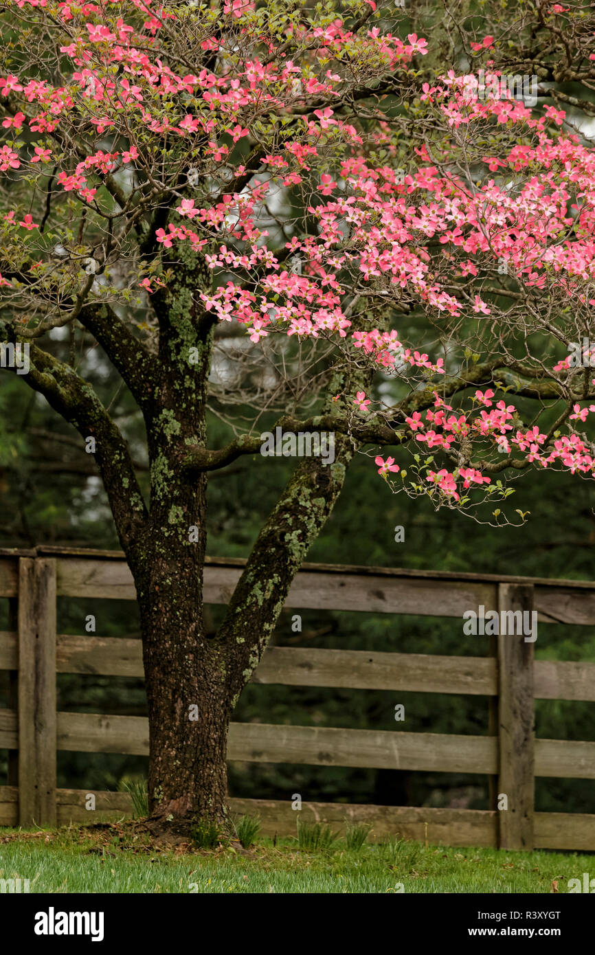 Pink dogwood tree in full bloom along wooden fence, Kentucky Stock ...