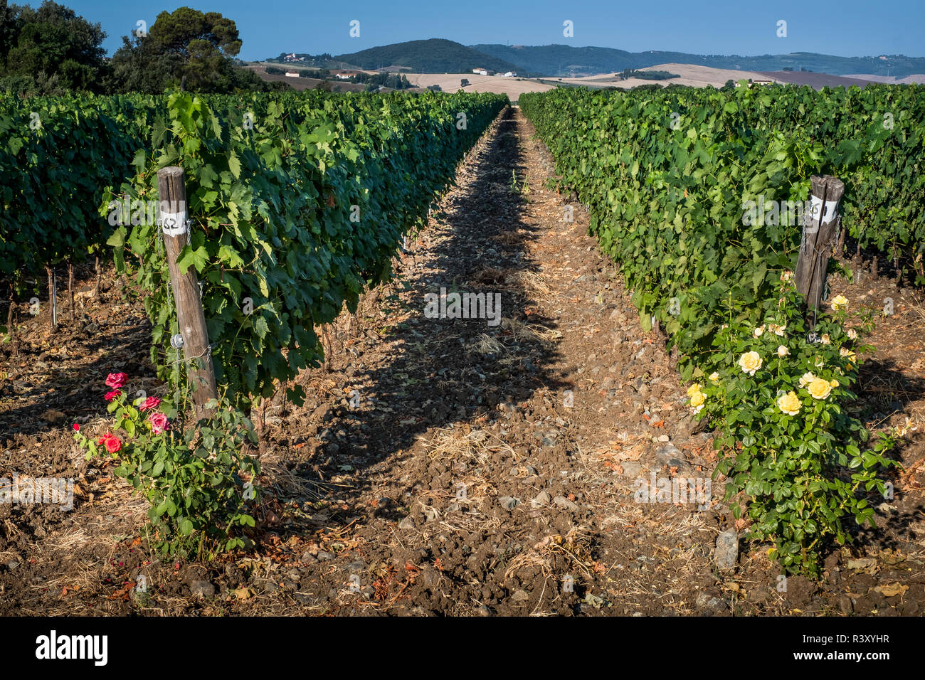 Pastina, Pisa, Tuscany - valley between Santa Luce and Pastina in the ...