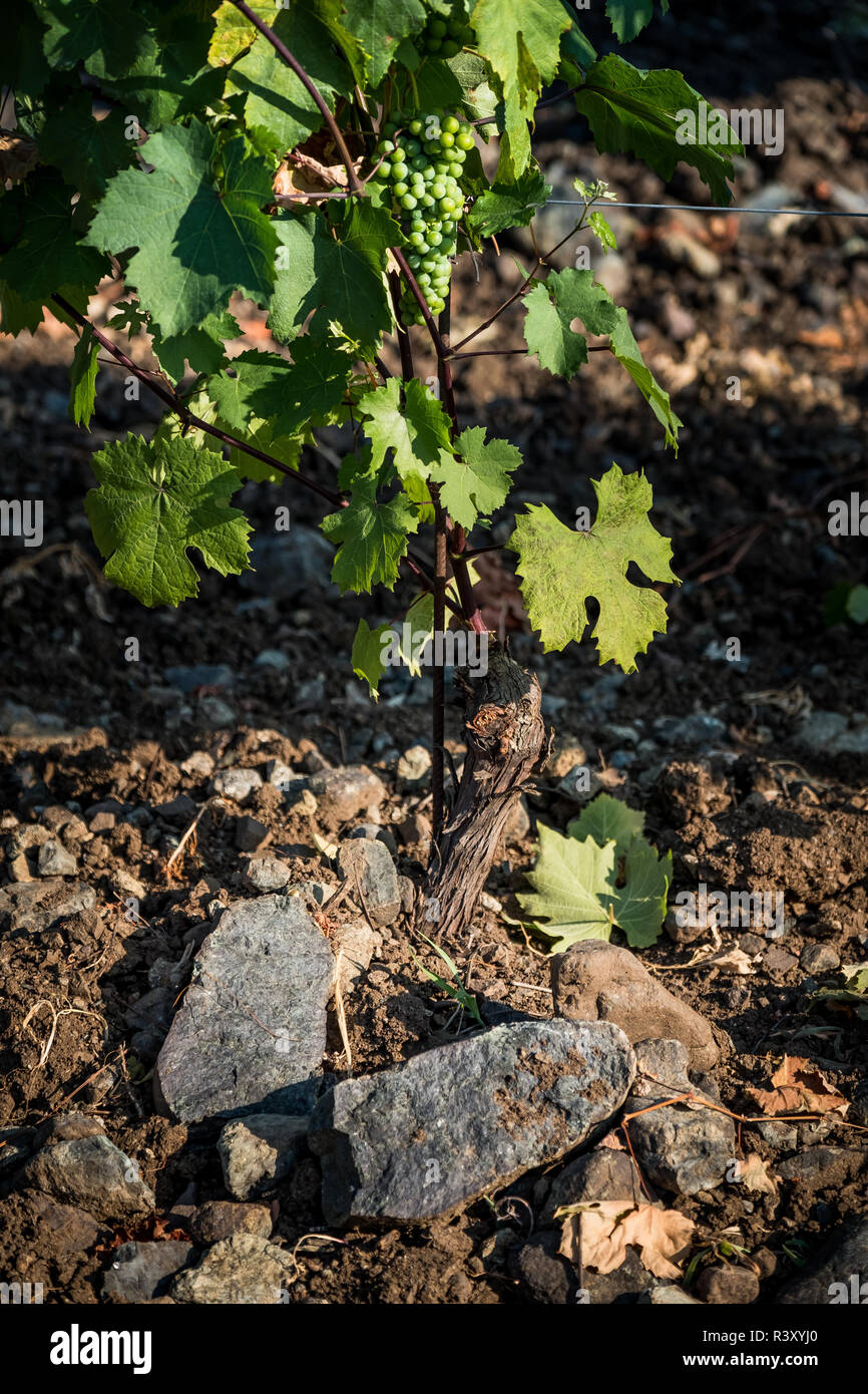 Pastina, Pisa, Tuscany - valley between Santa Luce and Pastina in the ...