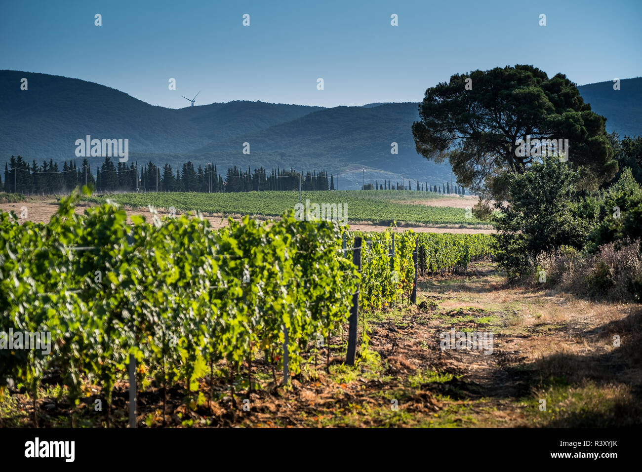 Pastina, Pisa, Tuscany - valley between Santa Luce and Pastina in the ...