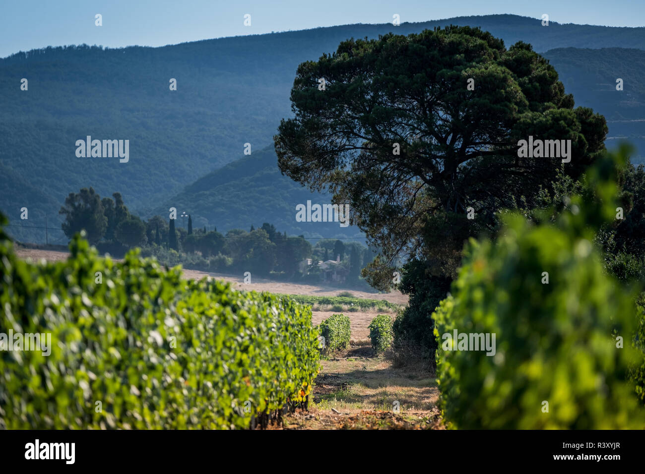 Pastina, Pisa, Tuscany - valley between Santa Luce and Pastina in the ...