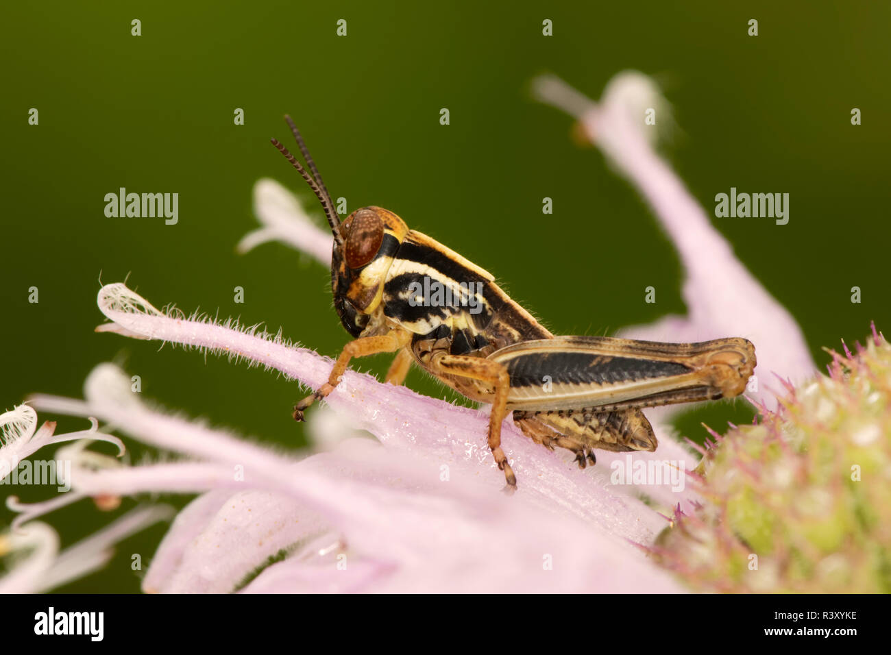 Short-horned grasshopper nymph, Kentucky, Melanoplus Stock Photo - Alamy