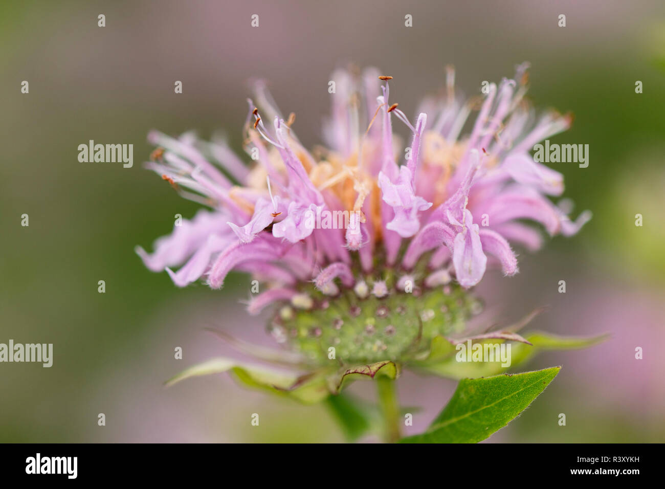 Monarda genus hi-res stock photography and images - Alamy
