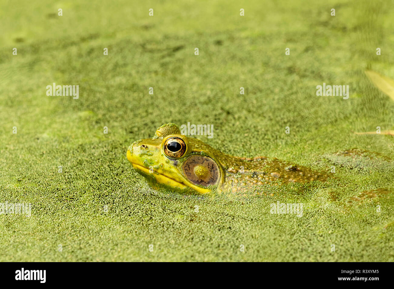 Wolffia brasiliensis hi-res stock photography and images - Alamy