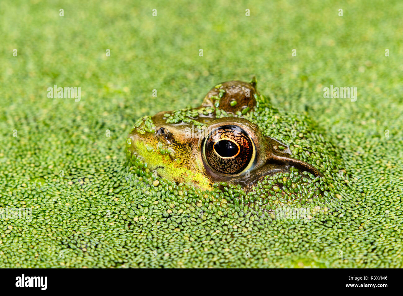 Wolffia Brasiliensis