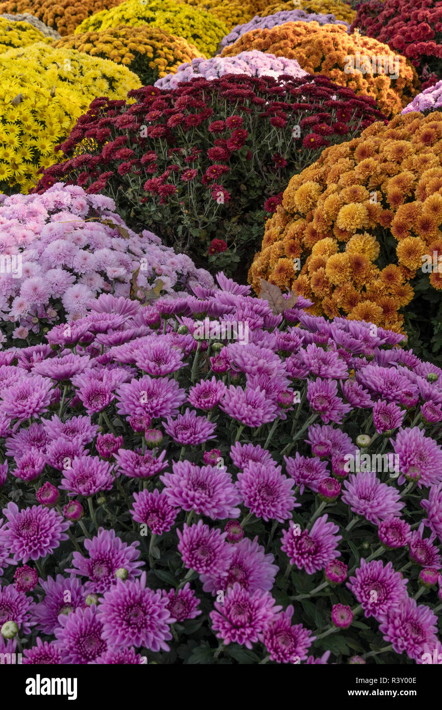 Colorful mum pattern, Crestwood, Kentucky Stock Photo - Alamy