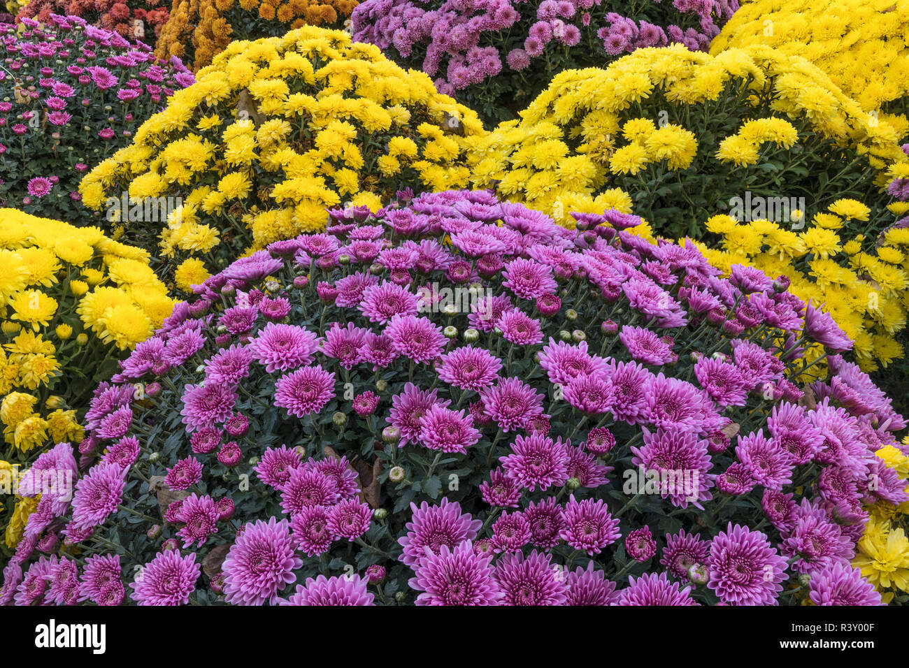 Colorful mum pattern, Crestwood, Kentucky Stock Photo - Alamy