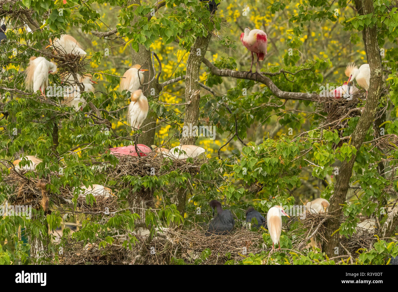 USA, Louisiana, Jefferson Island. Bird rookery in trees Stock Photo - Alamy