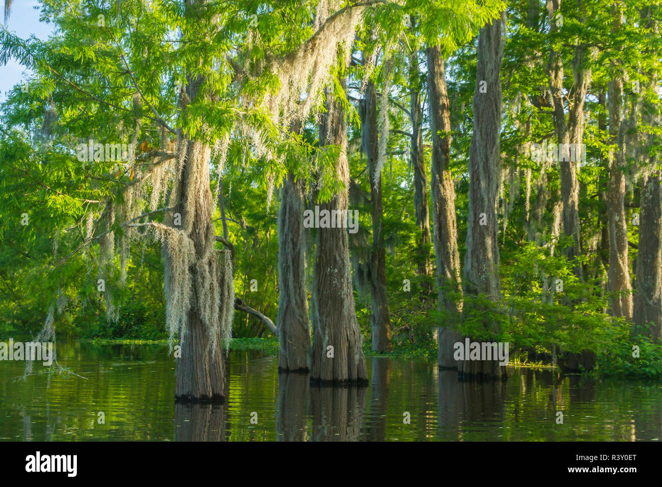 Louisiana scenic swamp hi-res stock photography and images - Alamy
