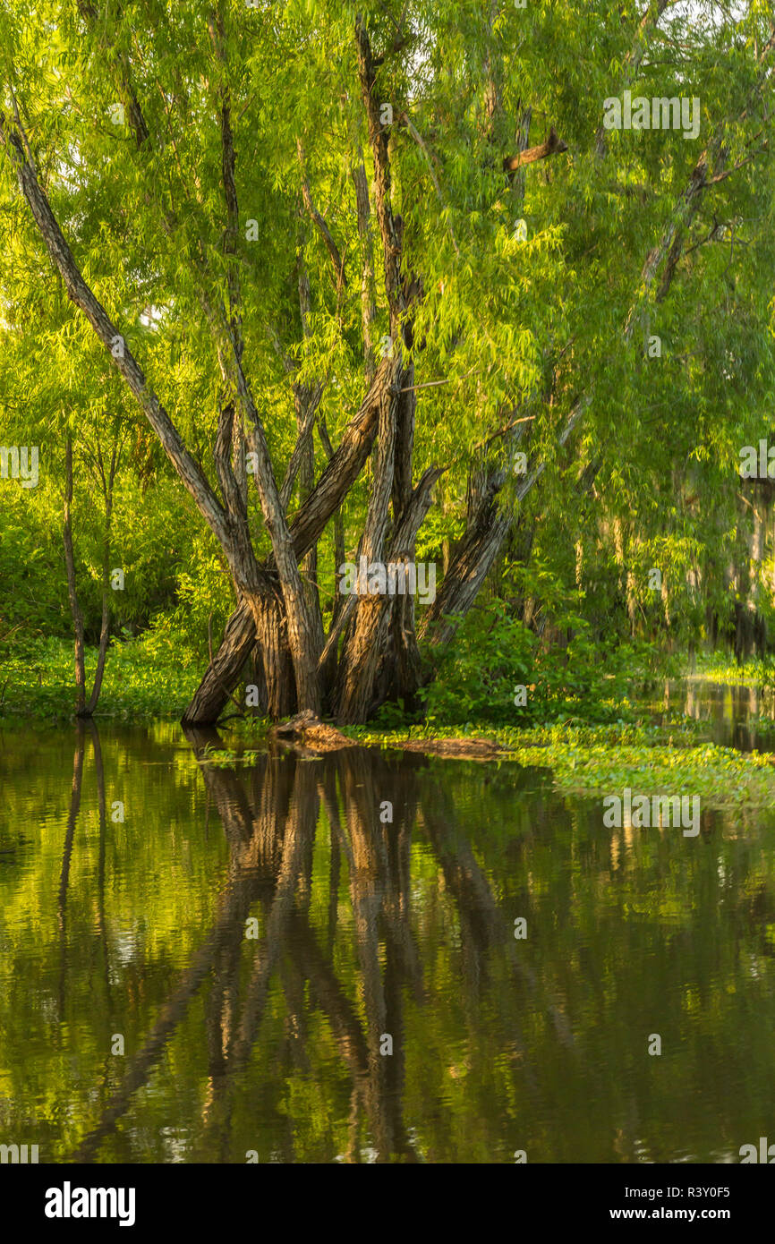 Water tupelo hi-res stock photography and images - Alamy