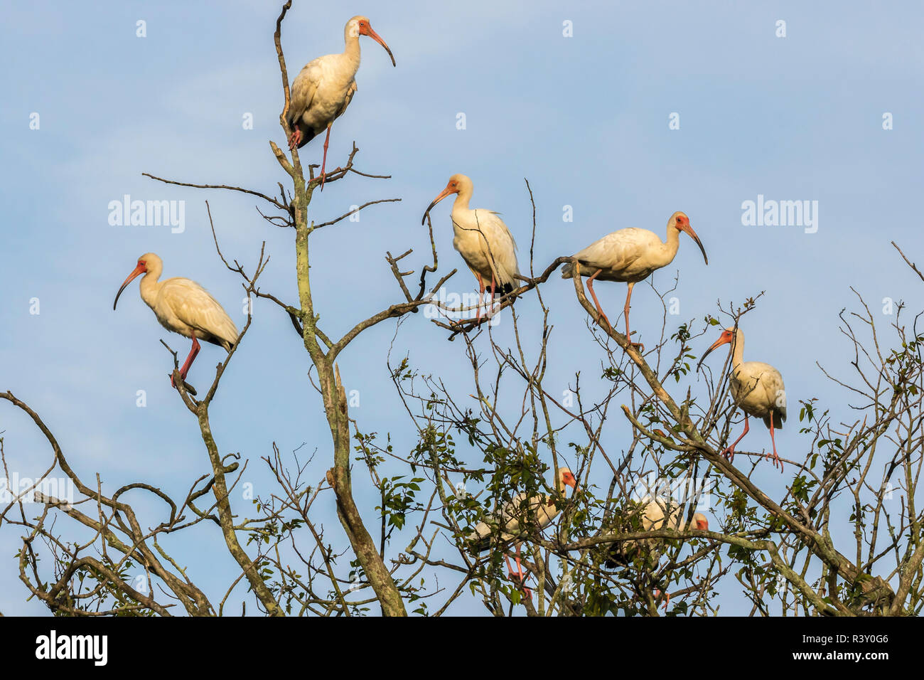 USA, Louisiana, Miller's Lake. White ibis flock in tree Stock Photo - Alamy
