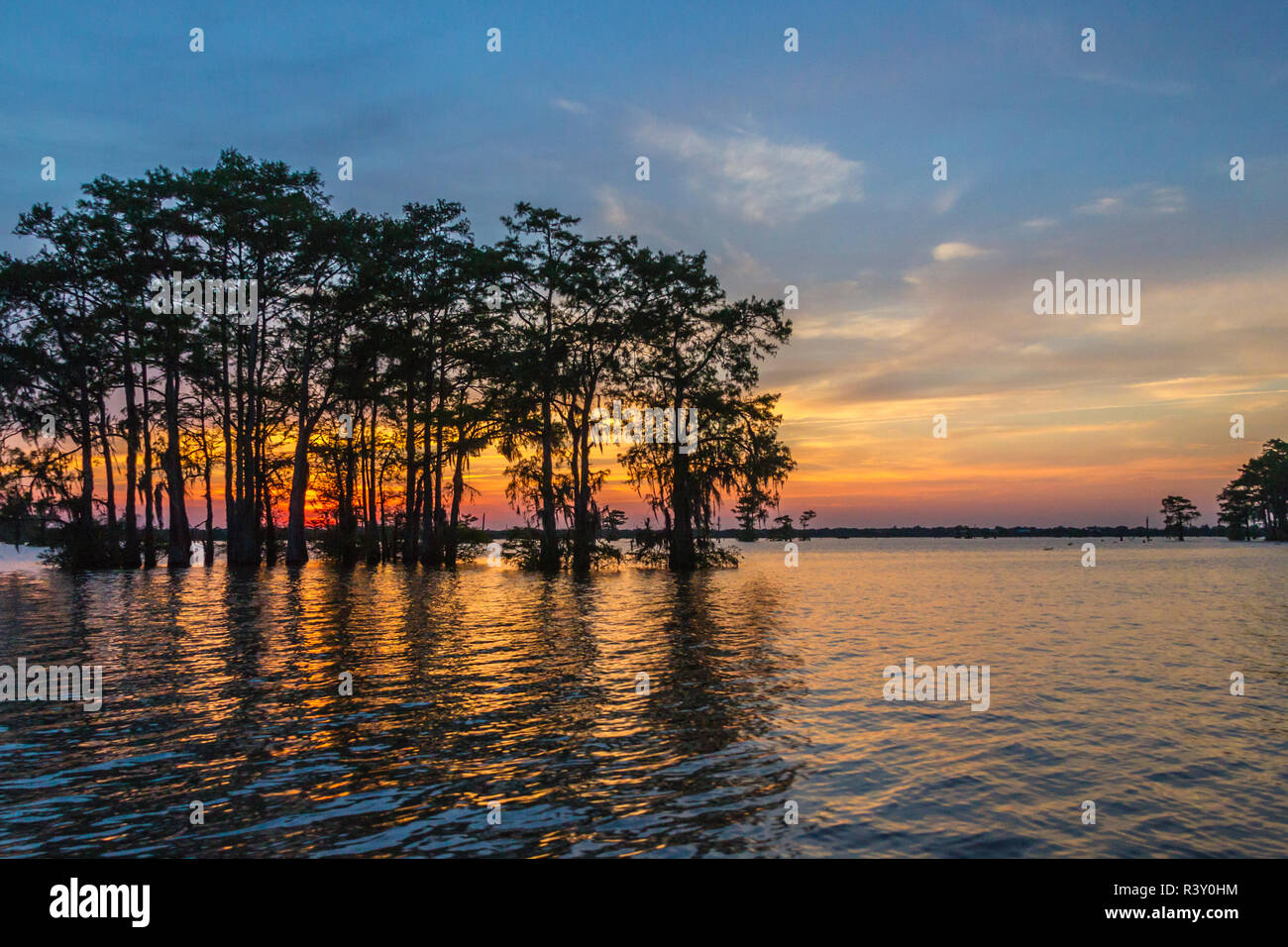 USA, Louisiana, Atchafalaya National Heritage Area. Tupelo trees in ...