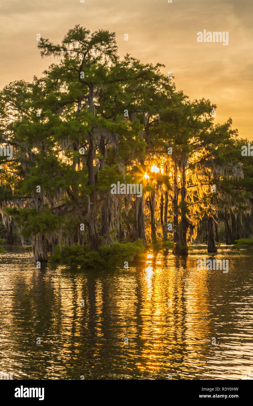 USA, Louisiana, Atchafalaya National Heritage Area. Tupelo trees in ...
