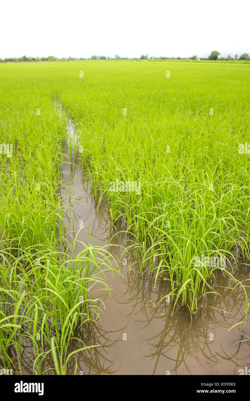 Rice green leaf Stock Photo - Alamy
