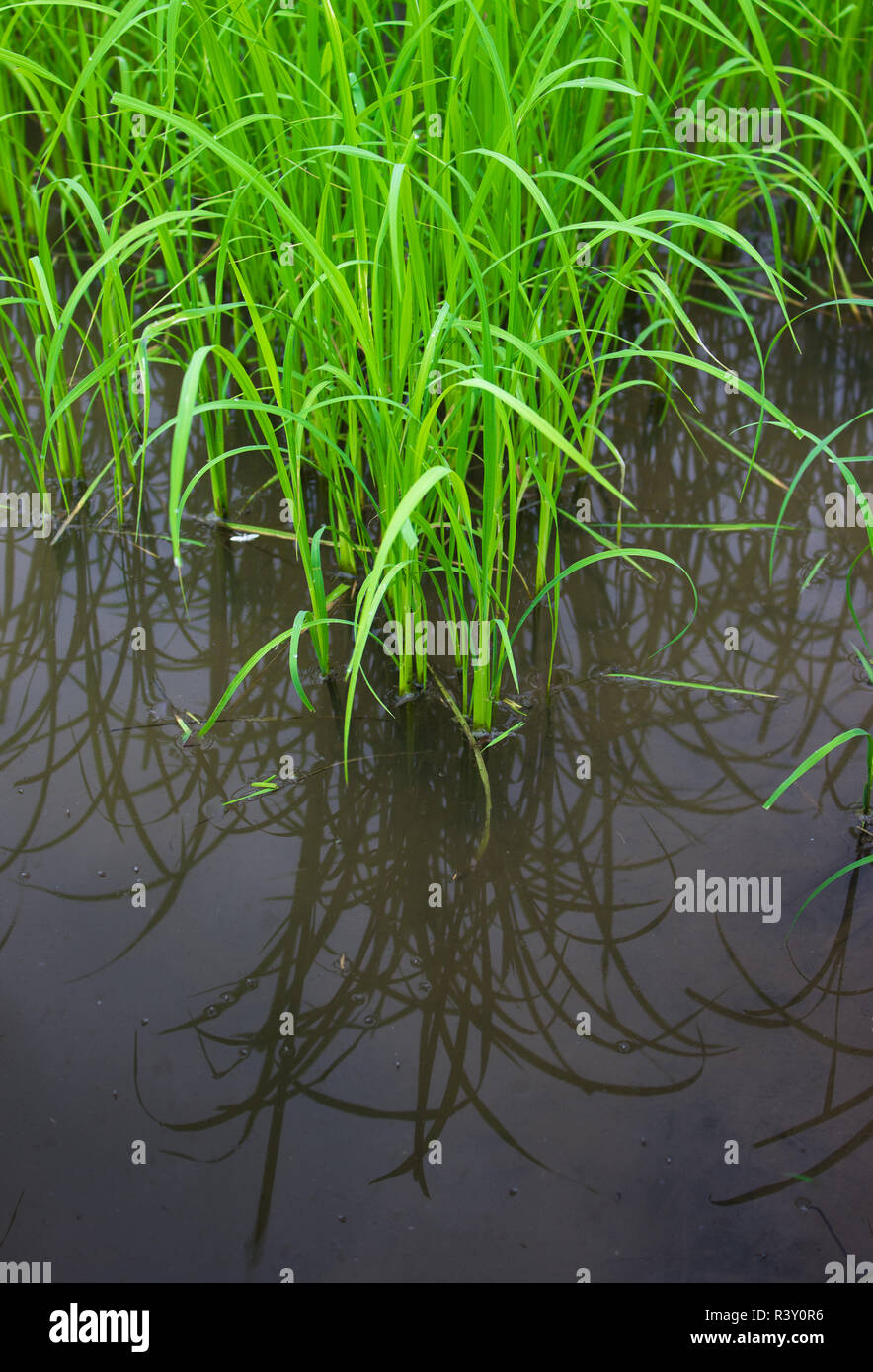 Rice green leaf Stock Photo - Alamy