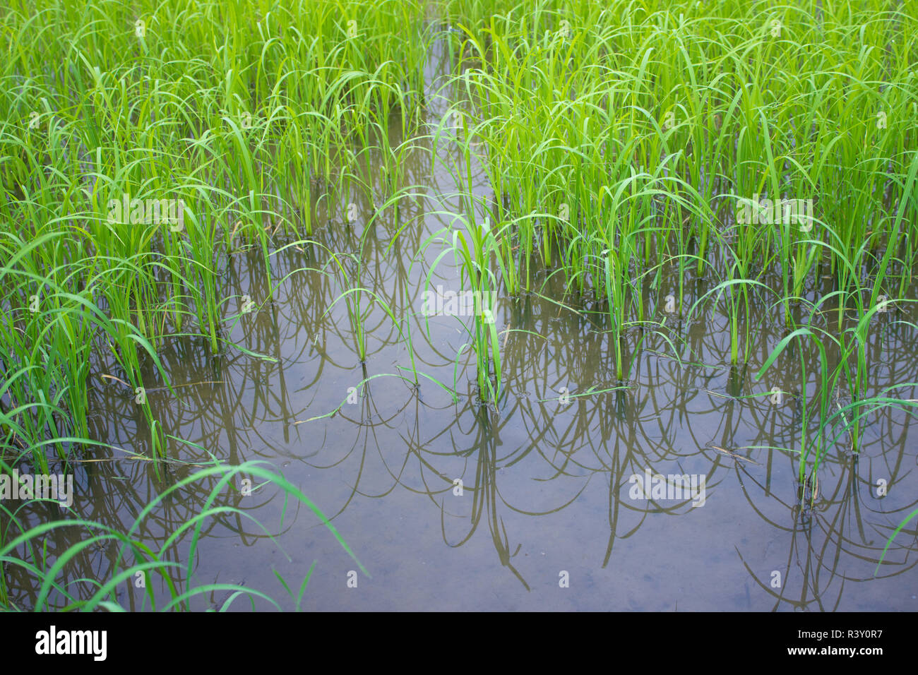 Rice green leaf Stock Photo - Alamy