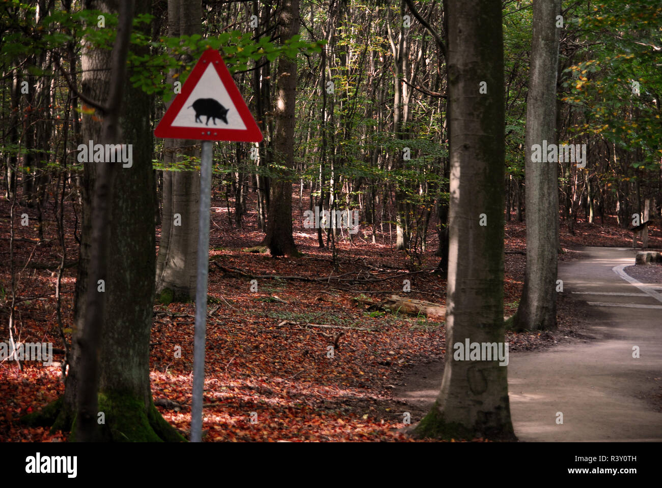 Boar traffic sign hi-res stock photography and images - Alamy