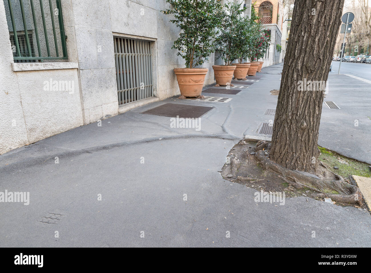Urban problem with tree roots. Sidewalk in the city of Milan, Italy ...