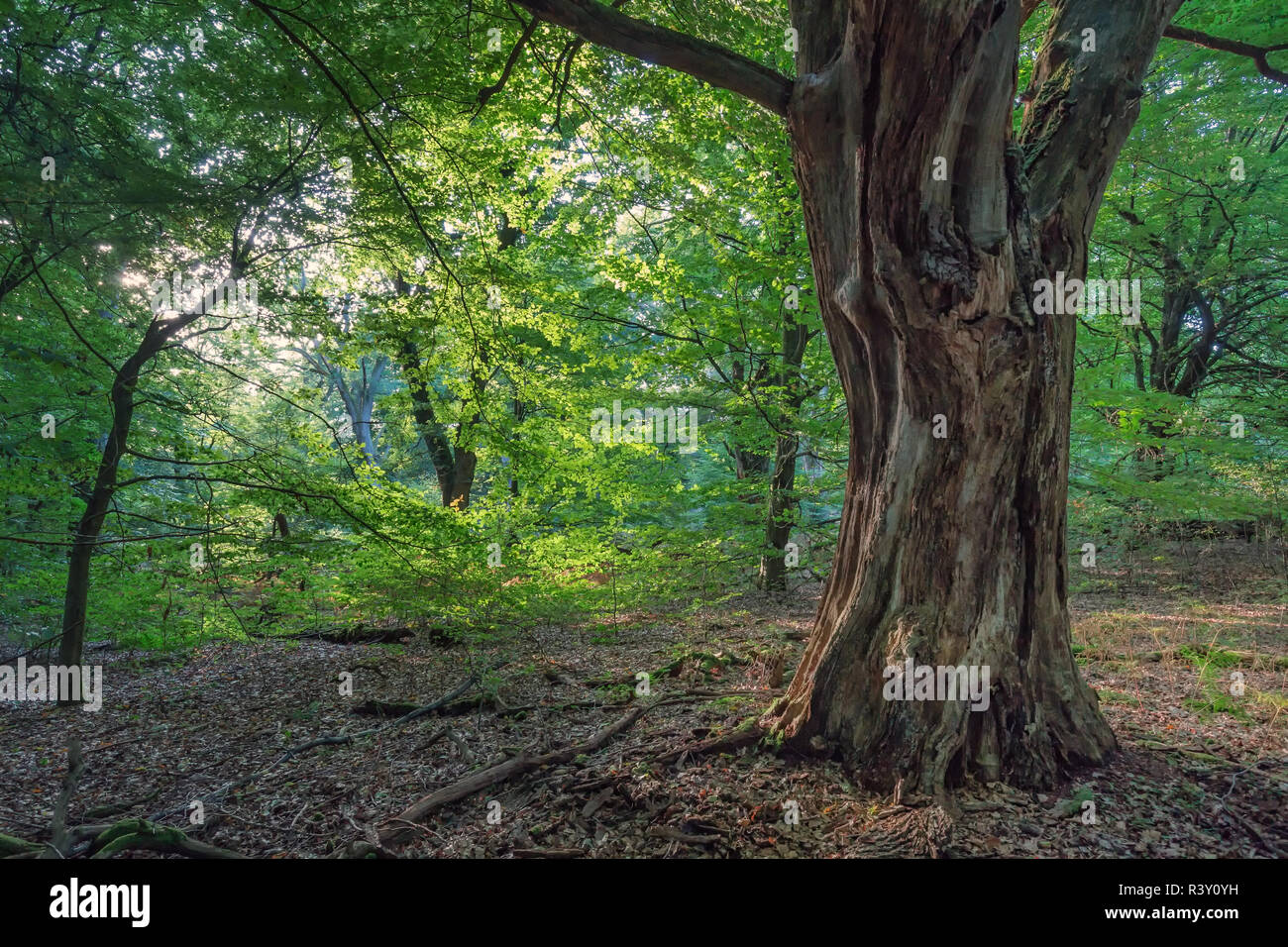 Deciduous broadleaf tree hi-res stock photography and images - Alamy