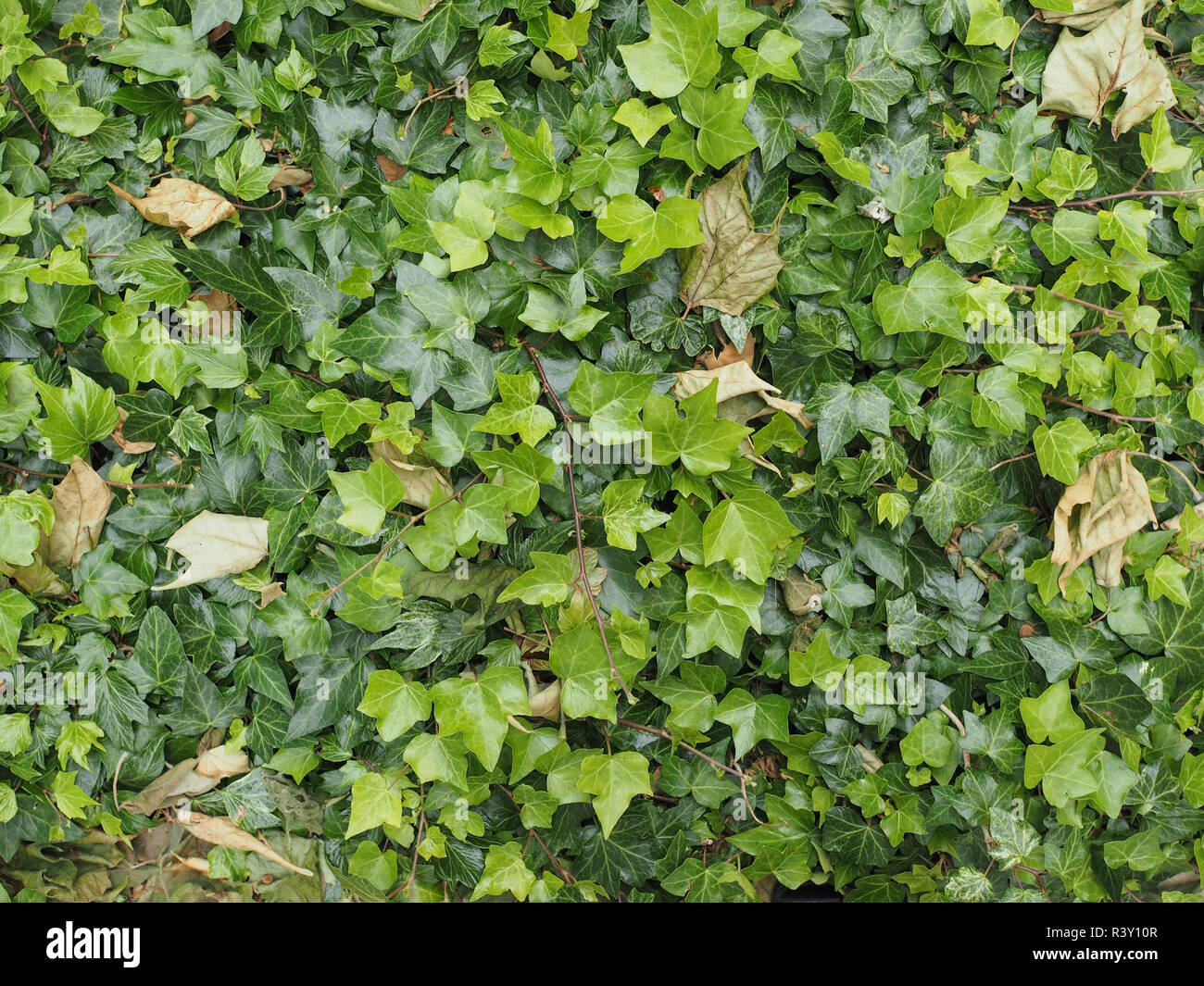 Green ivy background Stock Photo - Alamy