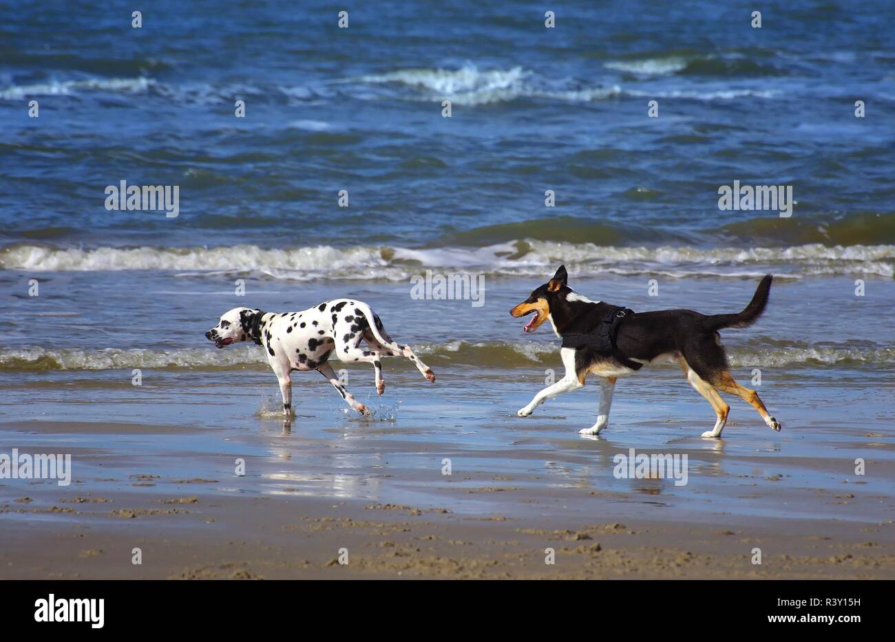 dog playing on the beach Stock Photo - Alamy