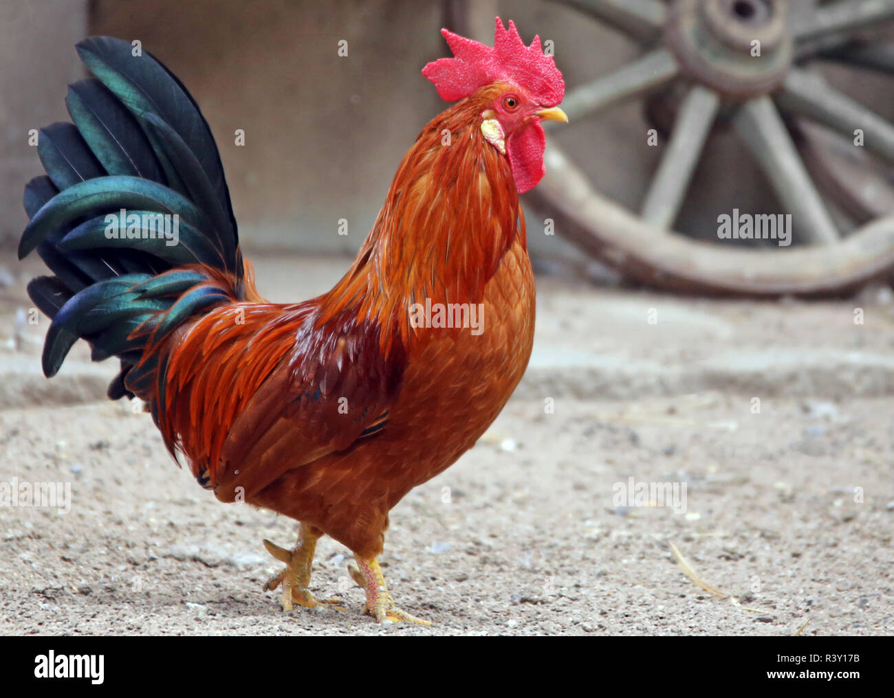 colorful rooster on the chicken farm Stock Photo - Alamy