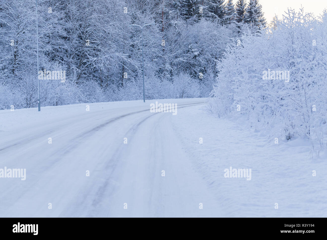 Winter evening forest with road covered with snow Stock Photo - Alamy