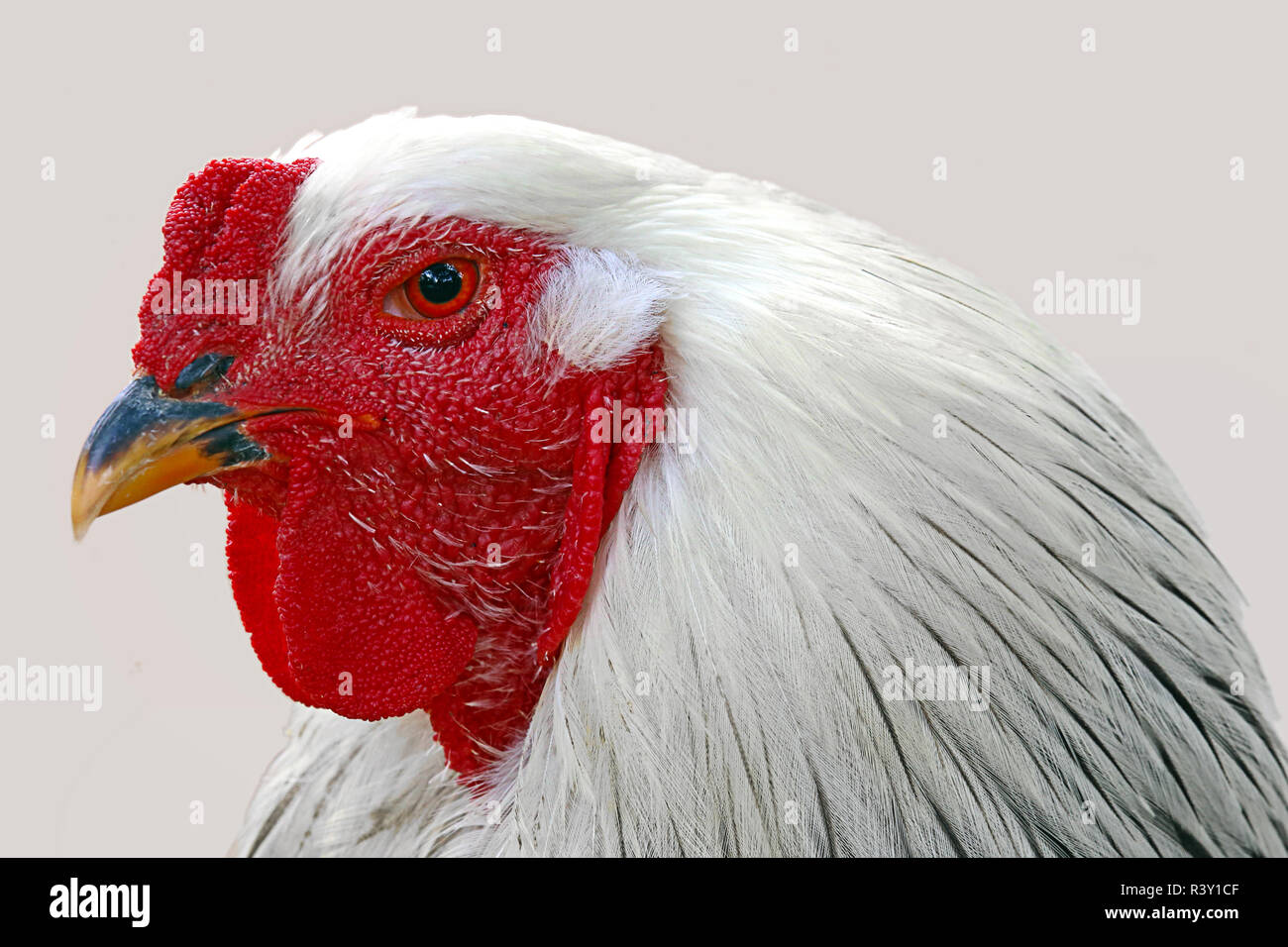 head study of white cochin rooster Stock Photo - Alamy