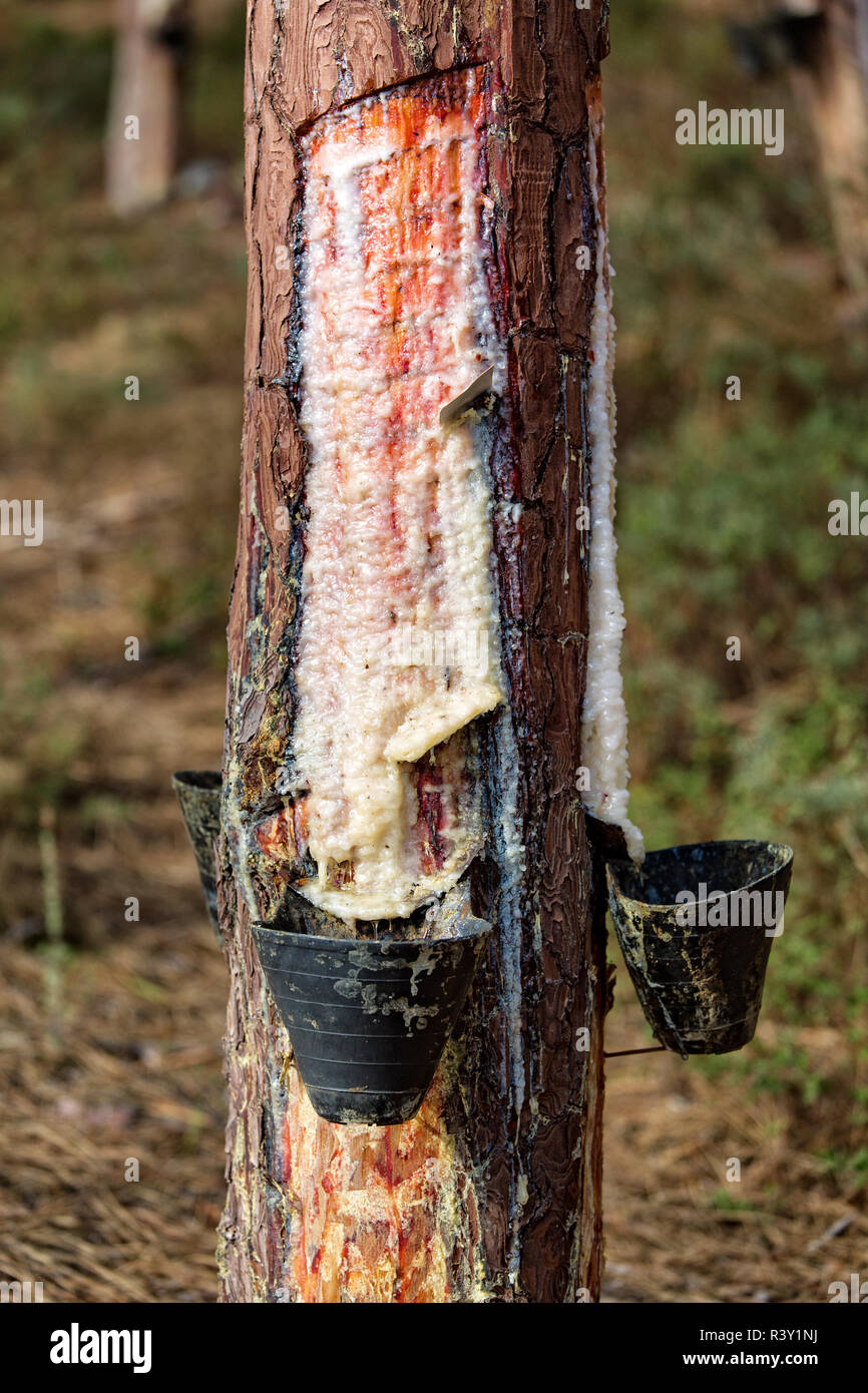 Collect Pine Resin in Plastic Containers Stock Photo - Alamy