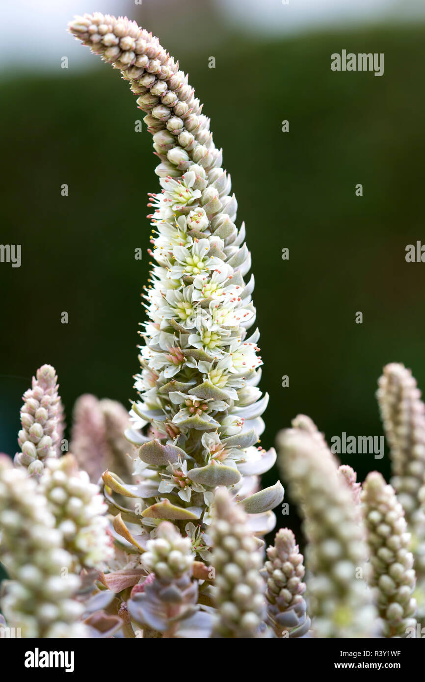 Fools cap hi-res stock photography and images - Alamy