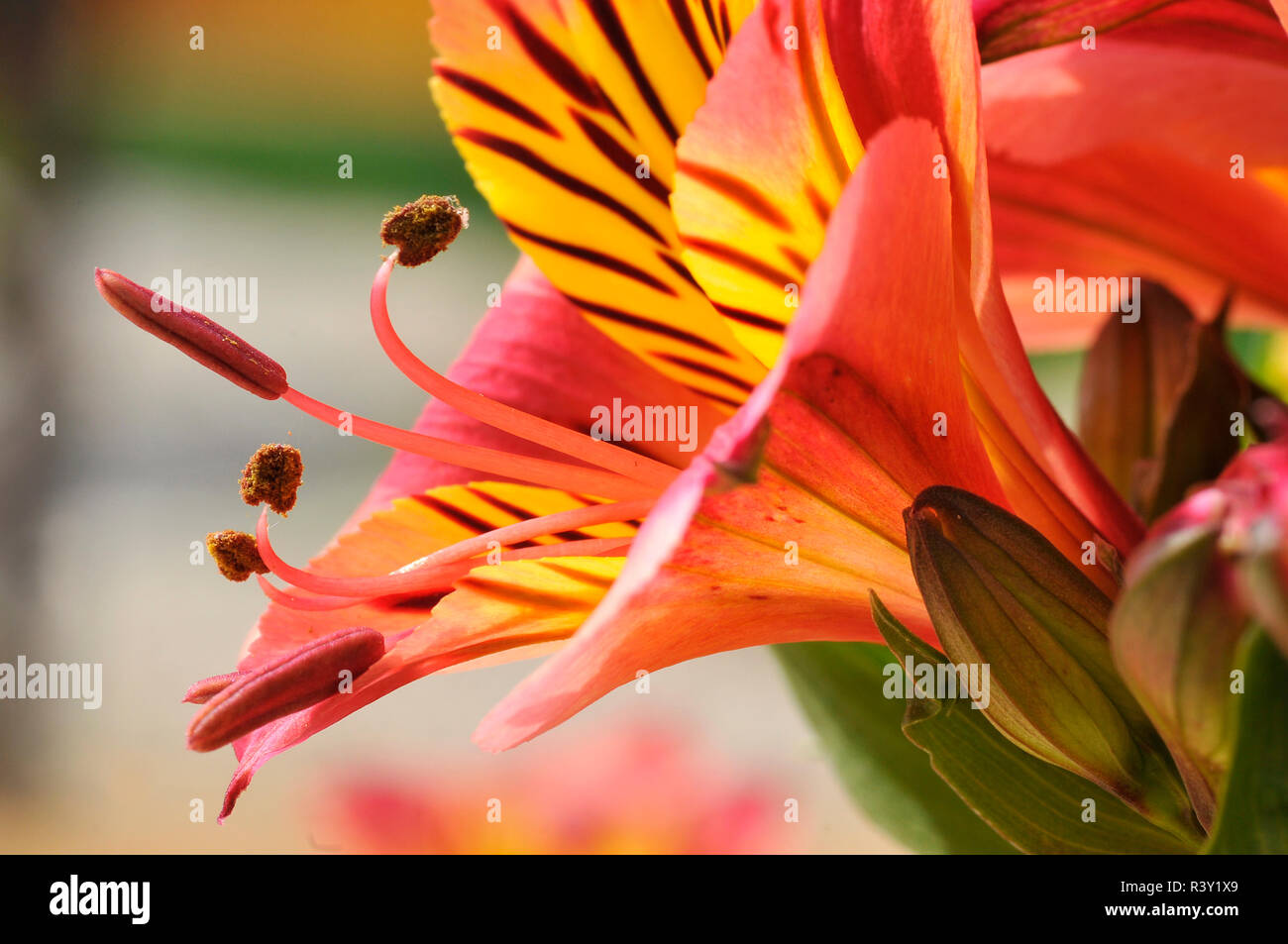 Macro Peruvian lily flower Stock Photo - Alamy