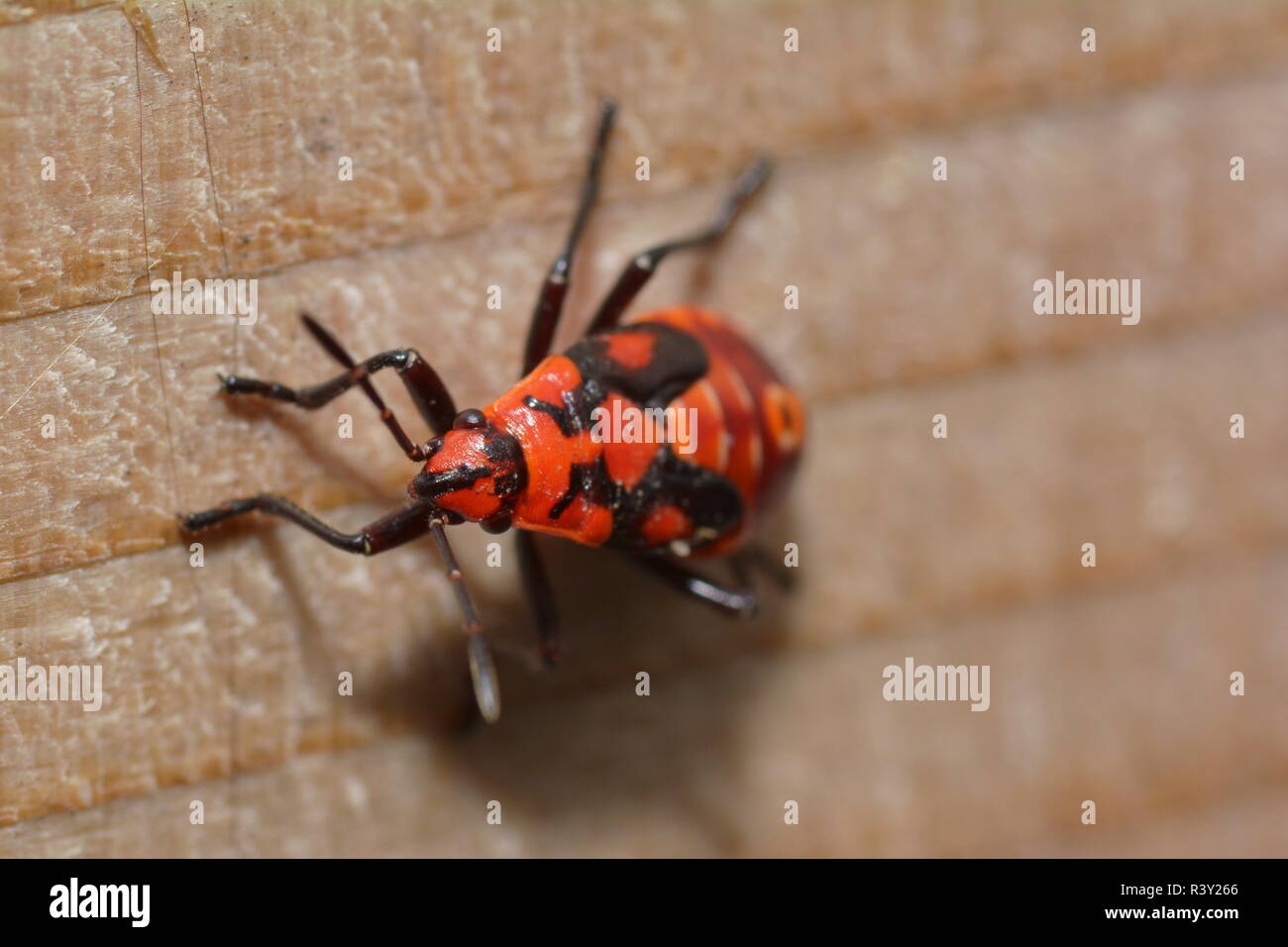 Feuerwanze High Resolution Stock Photography and Images - Alamy