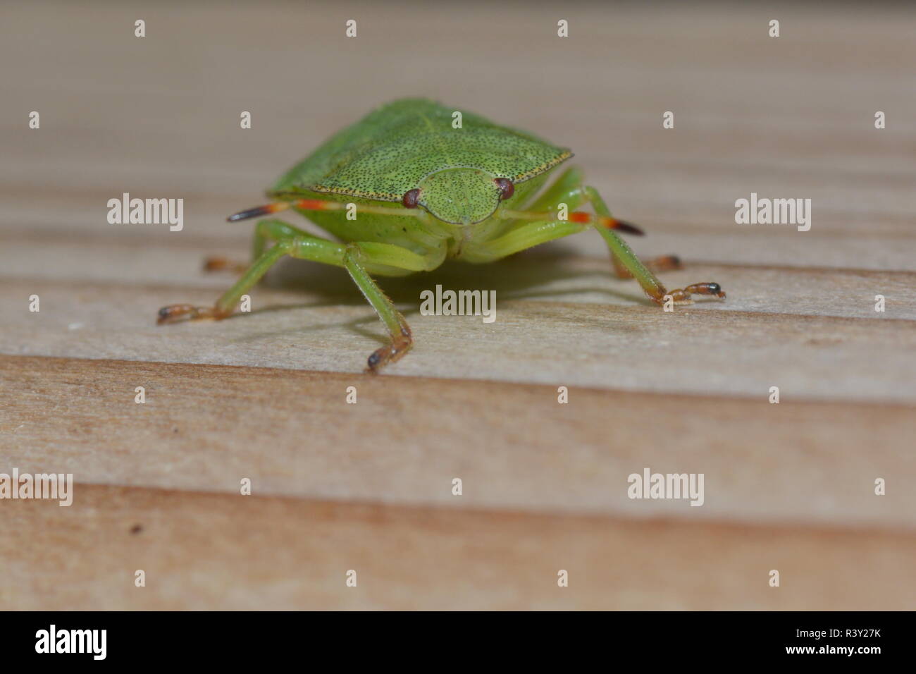 green stink bug Stock Photo - Alamy
