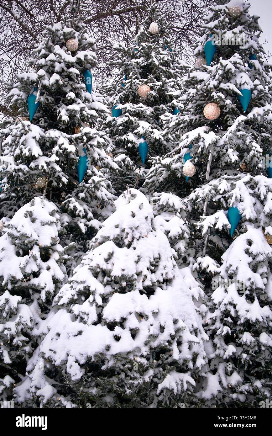 Winter Wonderland and Christmas Trees and Decorations Covered in Snow ...