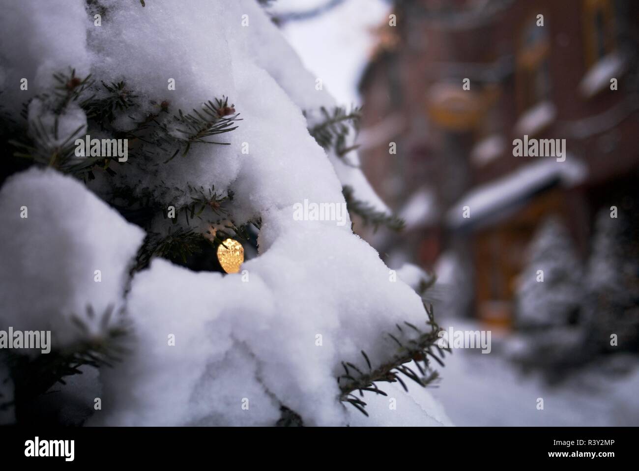 Winter Wonderland and Christmas Trees and Decorations Covered in Snow ...