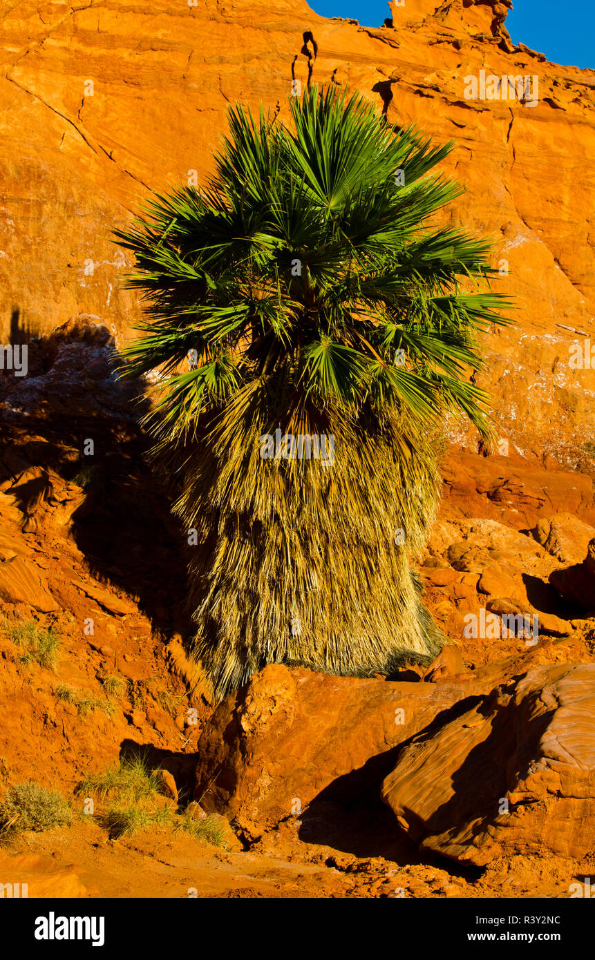 USA, Nevada. Mesquite. Gold Butte National Monument, Little Finland ...