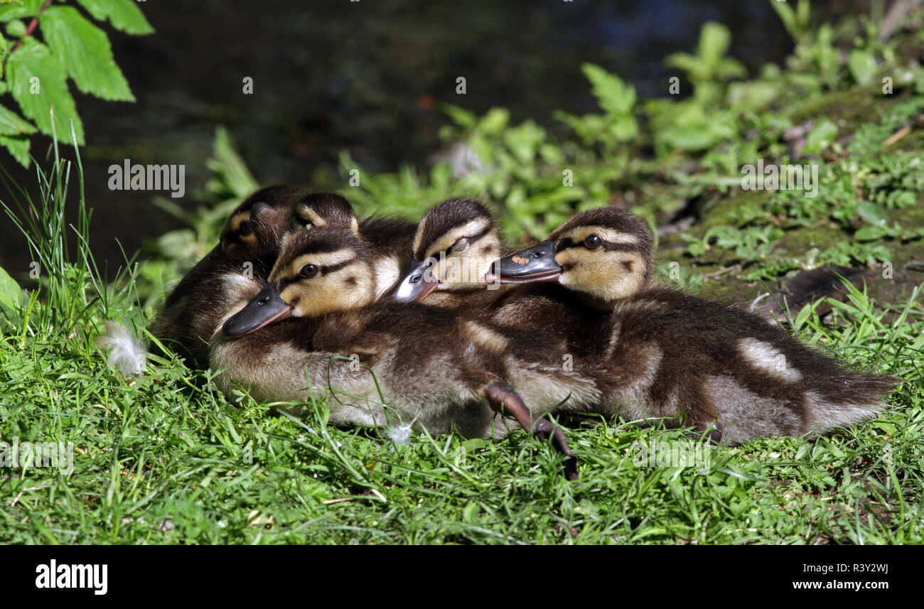 Group baby ducks hi-res stock photography and images - Alamy