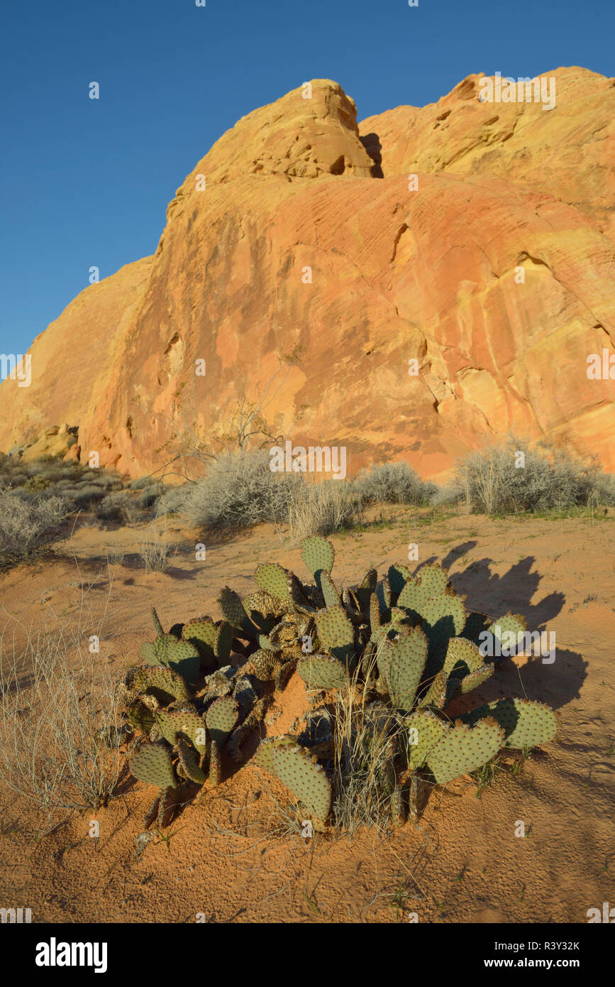 USA, Nevada. Valley of Fire State Park. Cactus growing in a wash in ...