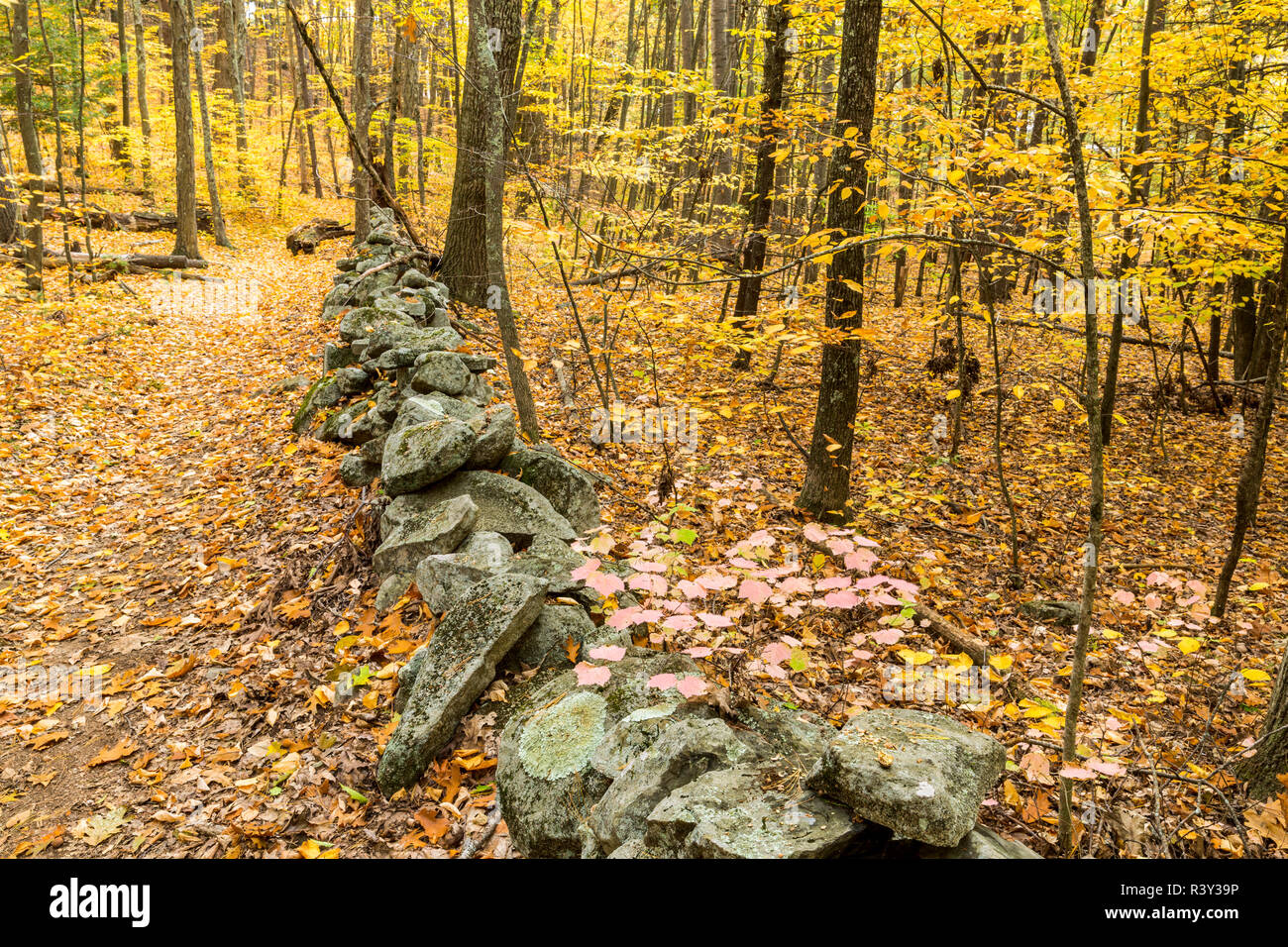 Fall in the forest along the Sweet Trail in Durham, New Hampshire. The ...
