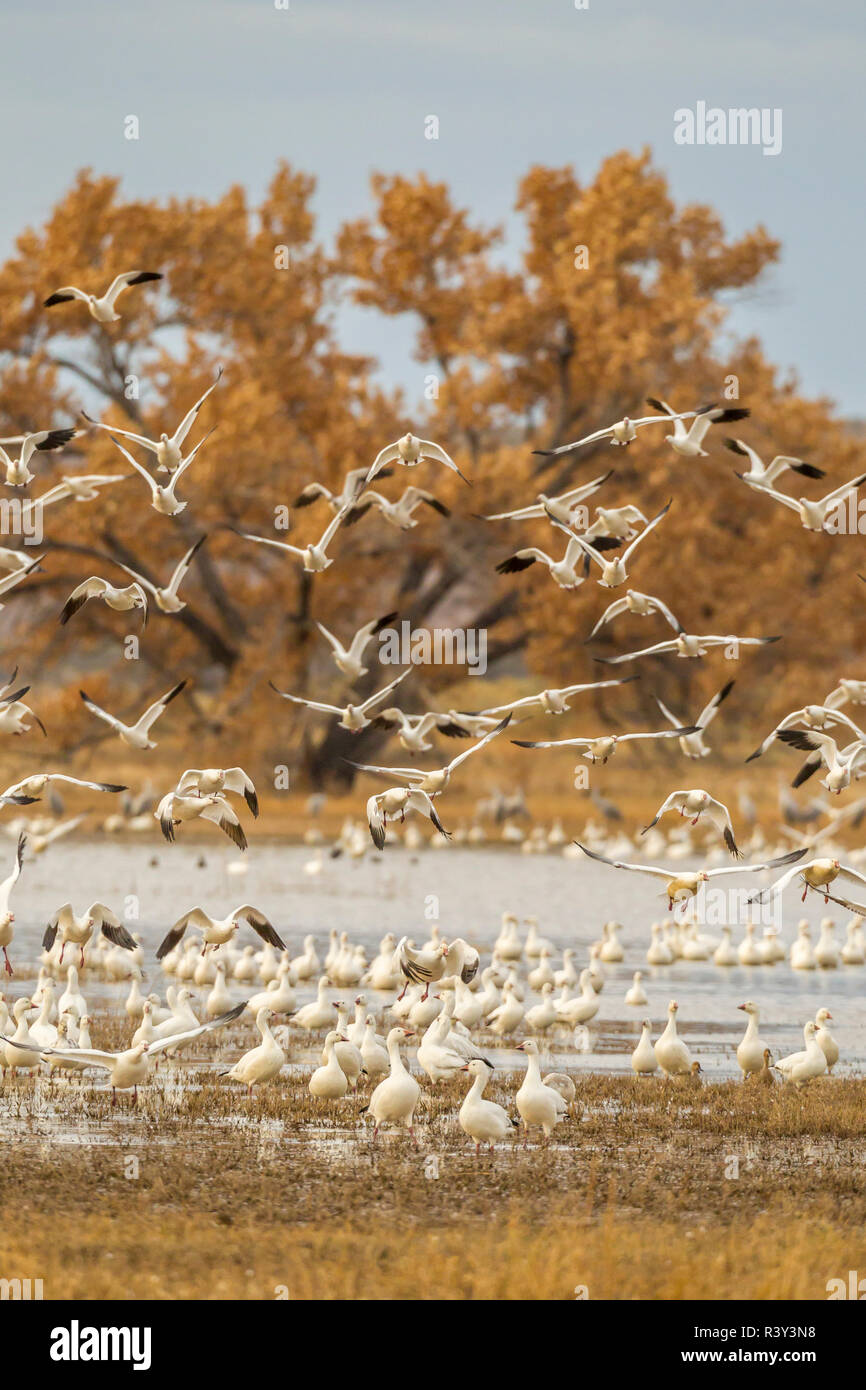 USA, New Mexico, Bosque Del Apache National Wildlife Refuge. Birds ...