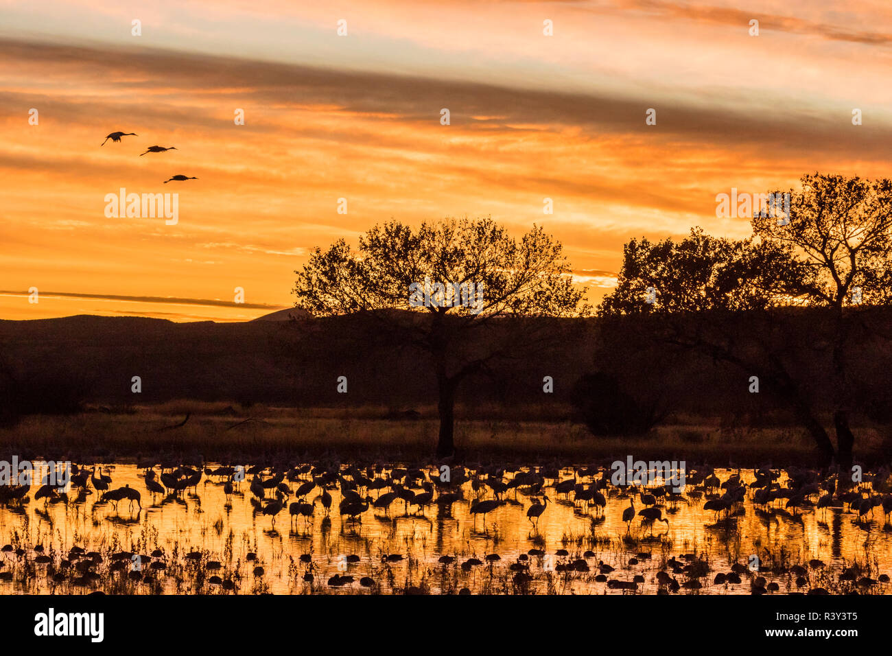 Bosque del apache sunset tree hi-res stock photography and images - Alamy