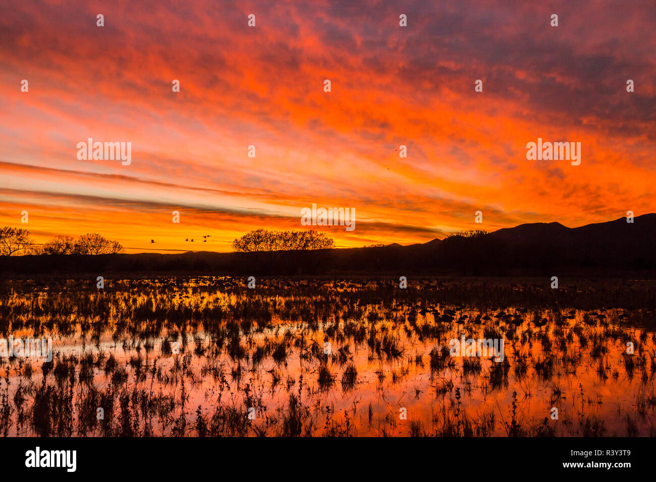 Bosque del apache sunset tree hi-res stock photography and images - Alamy