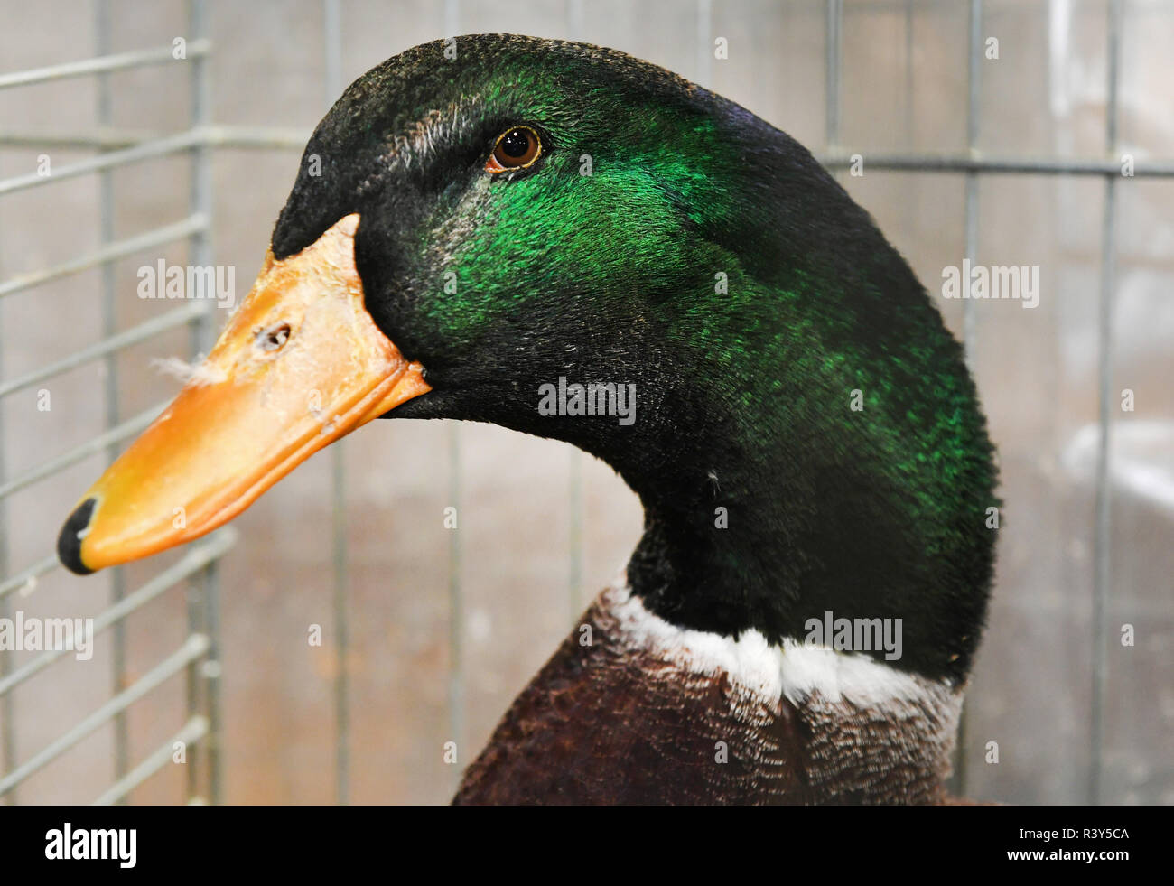 Rouen duck hi-res stock photography and images - Alamy