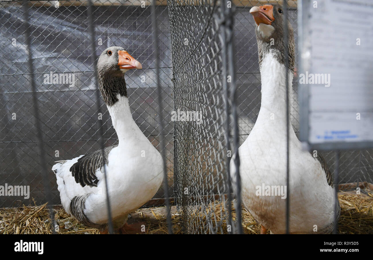 Demmin, Germany. 24th Nov, 2018. Cages with Pomeranian geese at the ...