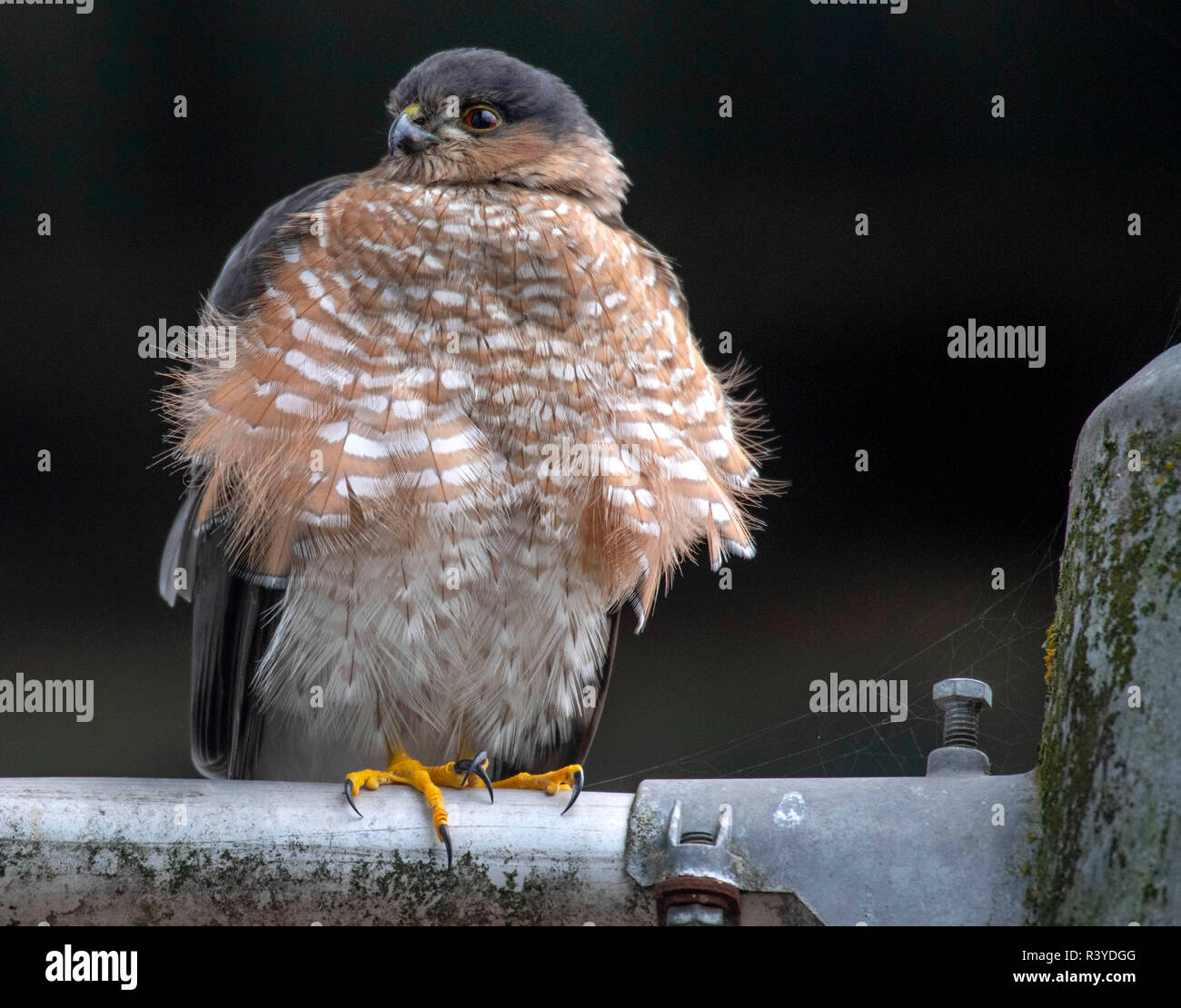 Short wings hi-res stock photography and images - Alamy