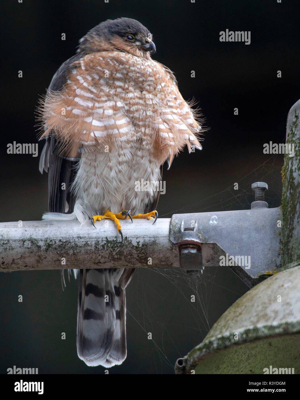 Elkton, OREGON, USA. 24th Nov, 2018. A sharp-shinned hawk perches on a ...