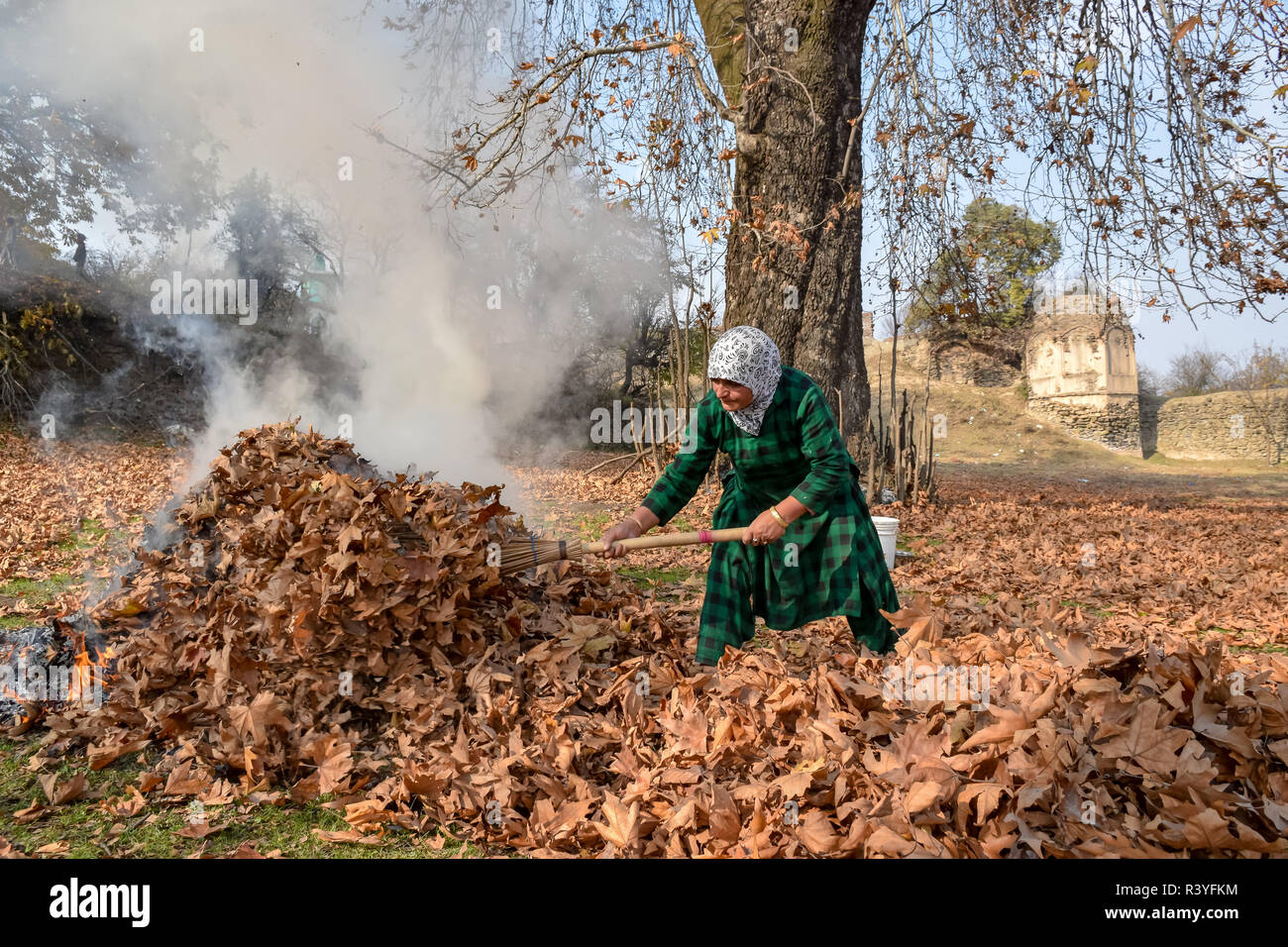 Kashmir tree hi-res stock photography and images - Alamy