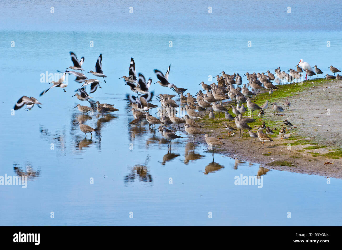Hudsonian dunlin hi-res stock photography and images - Alamy