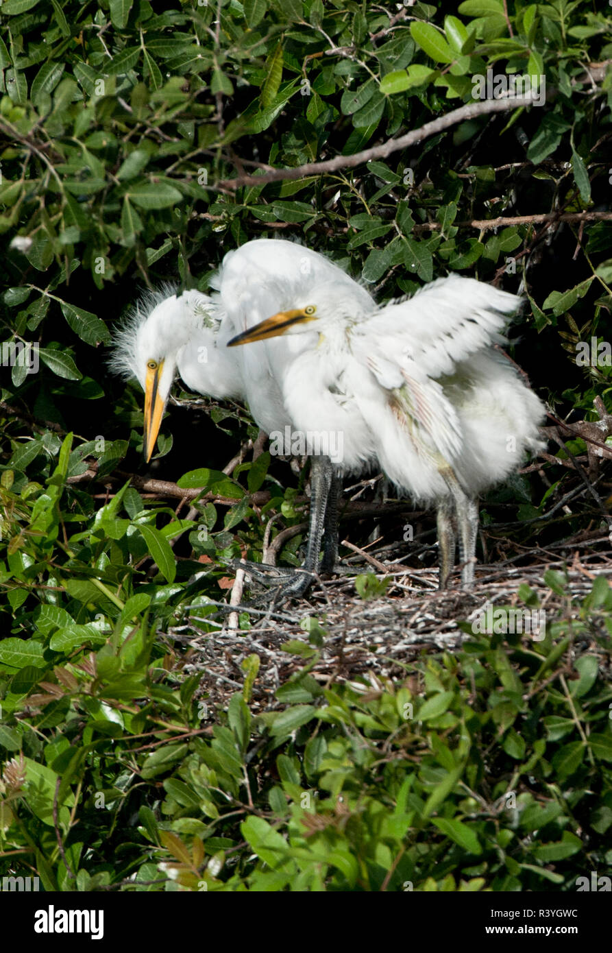 USA, Florida, Venice. Audubon Rookery, Great Egret babies in nest Stock ...