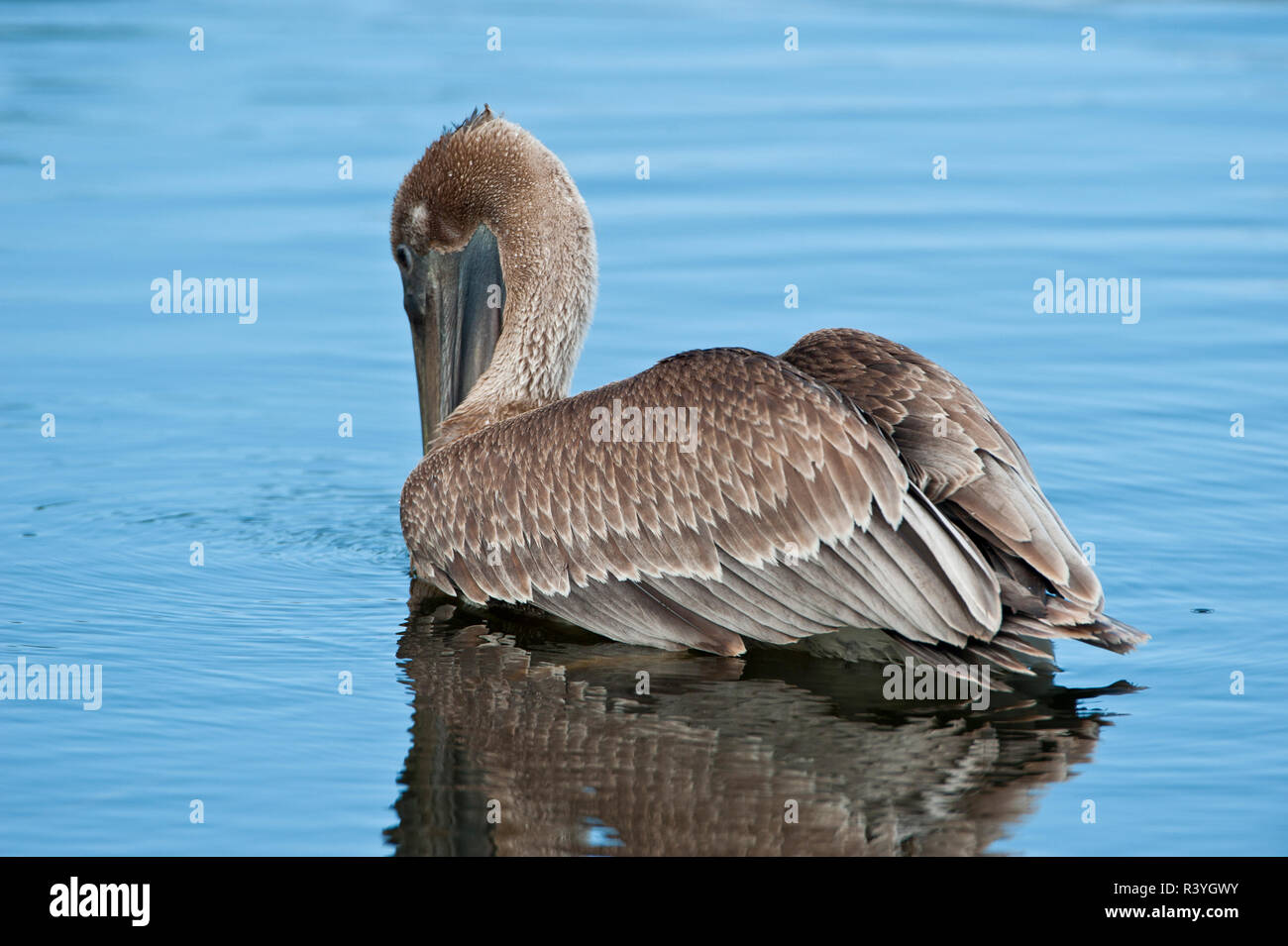 Pelican hunting hi-res stock photography and images - Alamy
